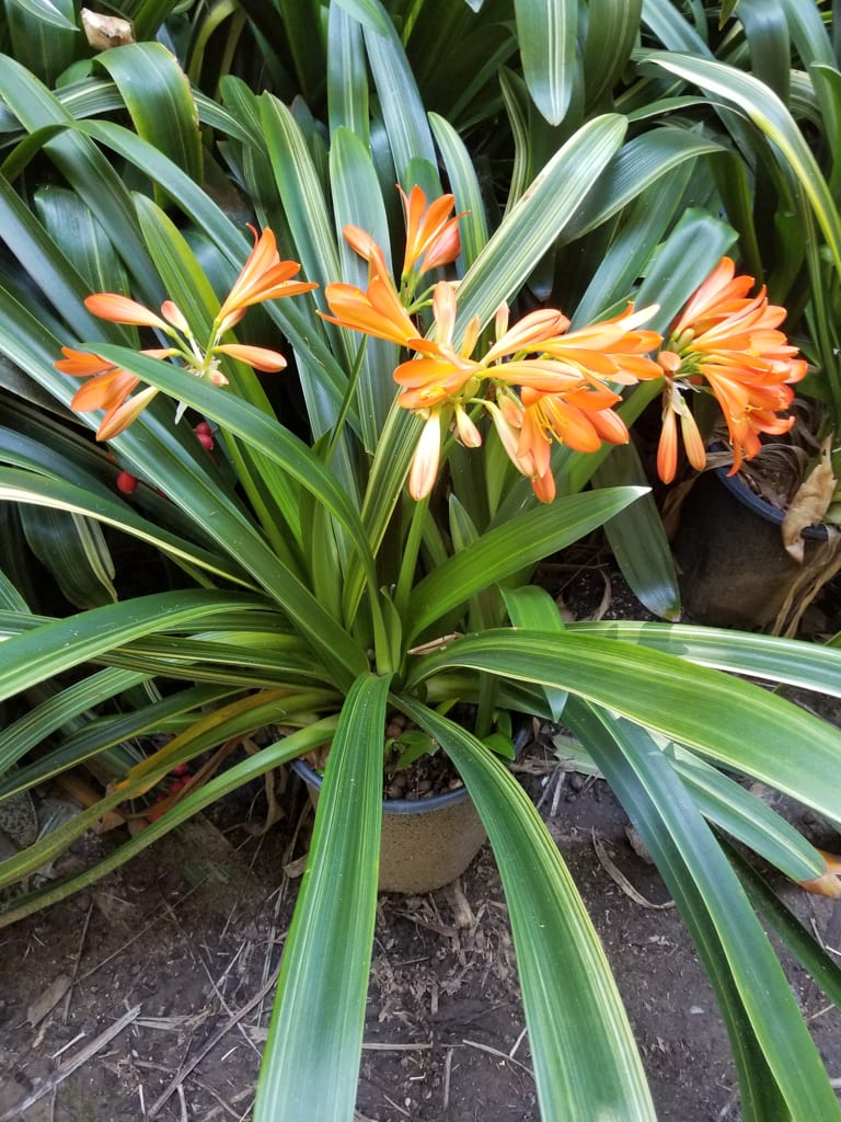 Clivia miniata (variegated) — Kaffir Lilly, Bush Lilly — @ Sea Crest Nursery